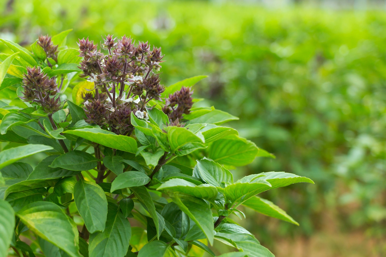 Thai Sweet Basil (ocimum Basilicum Var. Thyrsiflora) Seeds 20 - Etsy
