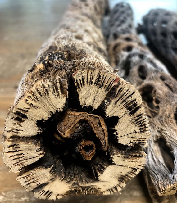 Cholla Cactus Skeleton Art