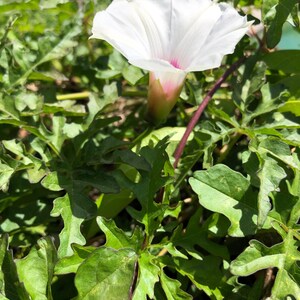 Alamo Vine, Noyau Vine, Correhuela De Las Doce or Merremia Dissecta ...