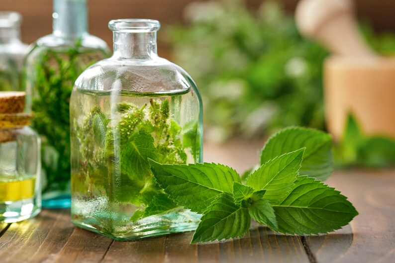 Peppermint, Mentha × Piperita, Brandy Mint, American Mint, Lamb Mint ...