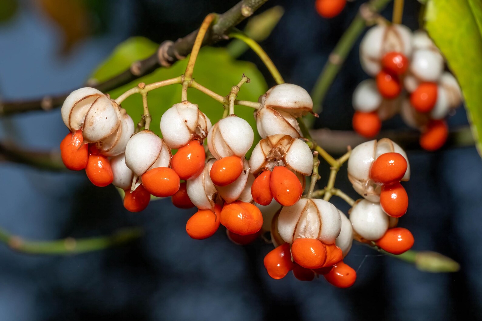 Fortune's Spindle, Euonymus Fortunei, Wintercreeper, Japanese Euonymus ...