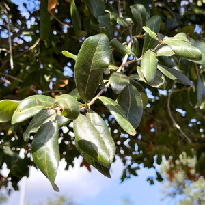 Southern Live Oak Tree, Quercus Virginiana, Virginia Live Oak, Bay Live ...