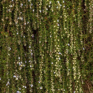 Trailing Rosemary, Rosmarinus Officinalis, Creeping Rosemary, Prostrate ...