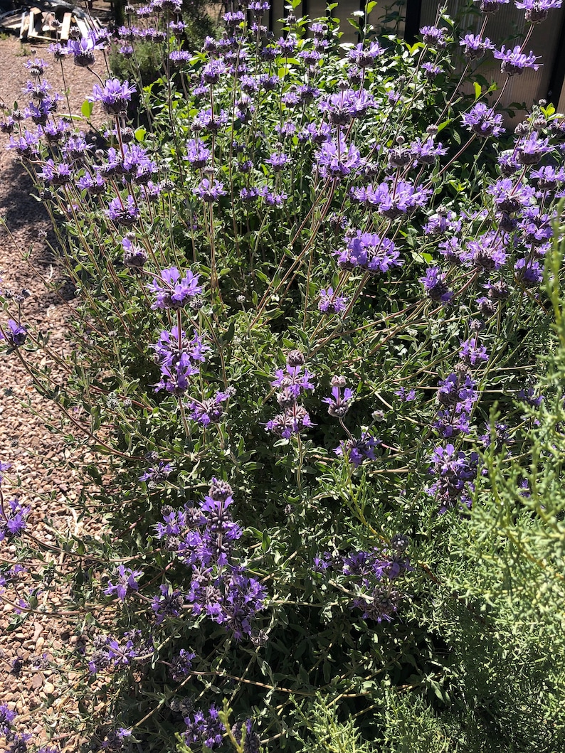 Cleveland Sage or Salvia Clevelandii (10 Seeds) the Fragrant Sage, Blue ...