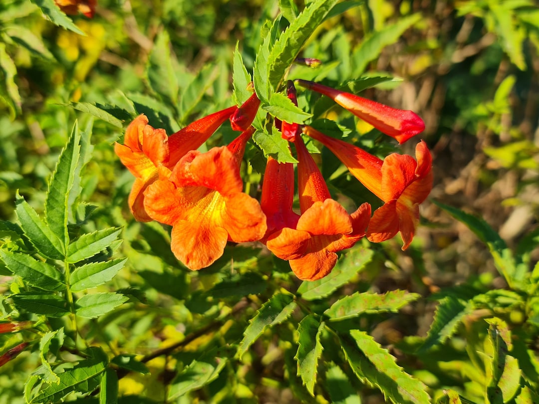 Orange Trumpet Bush Tecoma Stans V. Flaming Bells Seeds 20 - Etsy
