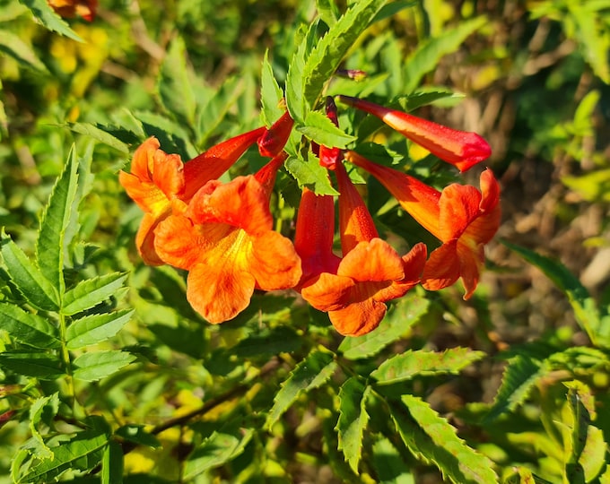 Tecoma X Orange Jubilee 'tecoma Alata' Seeds - Flaming Bells, Orange ...