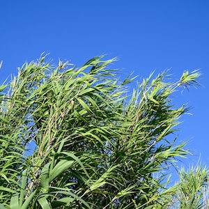Giant Reed, Arundo Donax, Bamboo Reed, Giant Cane, Spanish Reed ...