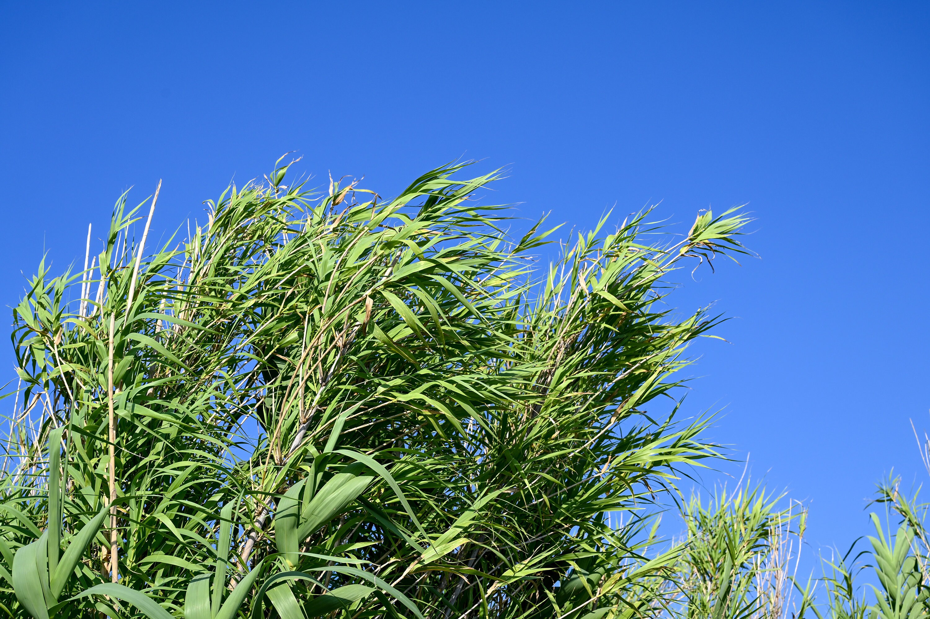 Giant Reed, Arundo Donax, Bamboo Reed, Giant Cane, Spanish Reed ...