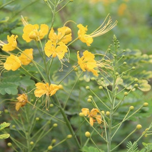 Mexican Holdback, Mexican Caesalpinia, Tabachín Del Monte ...