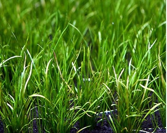 Micro Sword lilaeopsis Novae-zelandiae BUY3GET1FREE Live Aquarium Plant ...