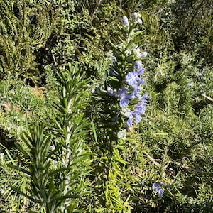Trailing Rosemary, Rosmarinus Officinalis, Creeping Rosemary, Prostrate ...