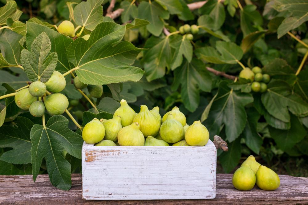 Organic Jancie Seedless White Fig Tree Cuttings for Rooting 6 Stems ...