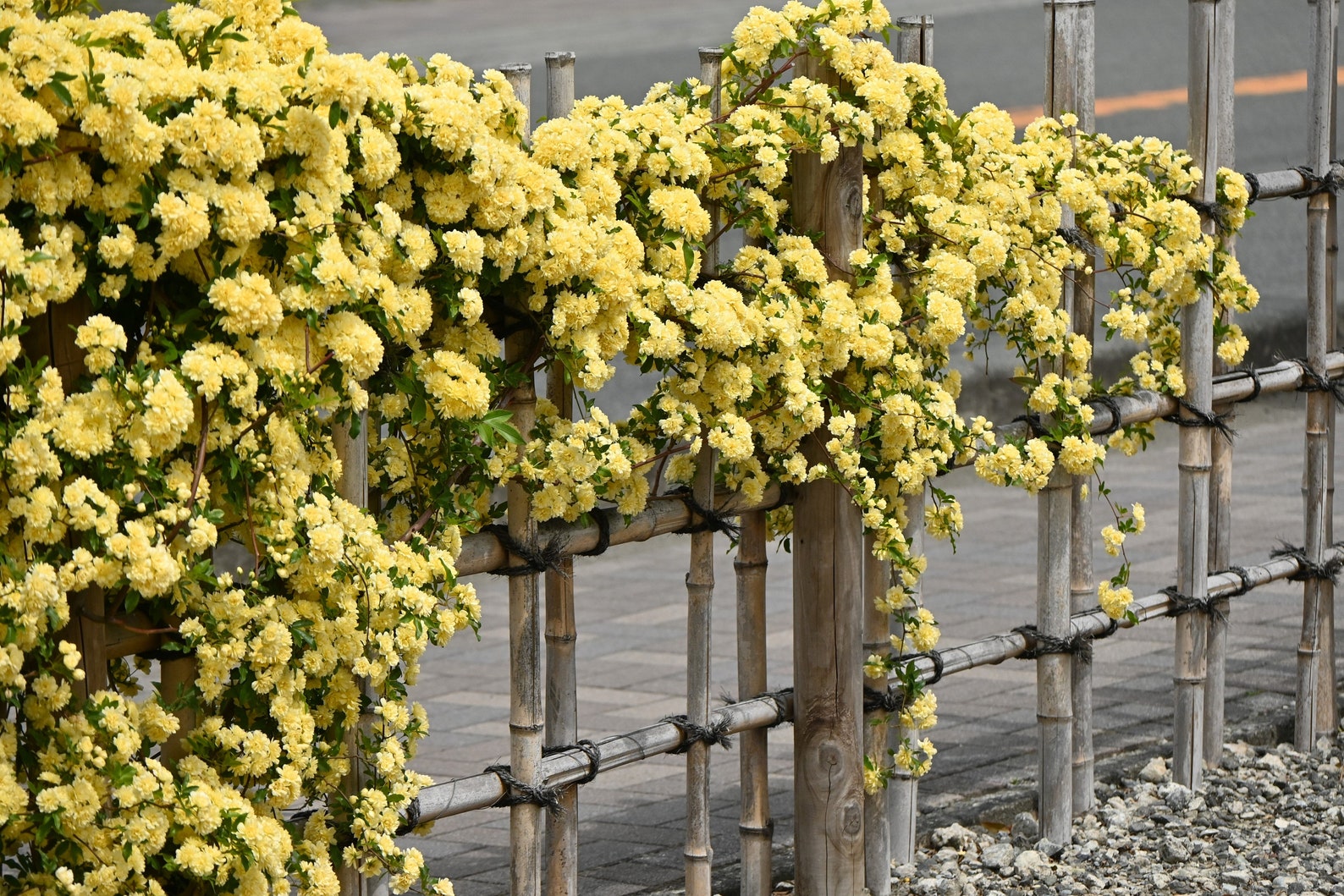Rosa Banksiae, Lady Banks, Lady Banks Rose, Tombstone Rose Yellow (6 ...