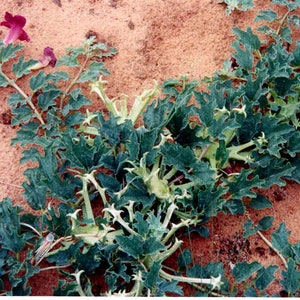 Devils Claw, Grapple Plant, Wood Spider, Unicorn Plant or Proboscidea ...