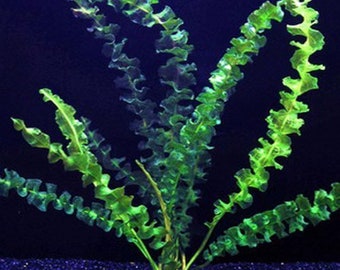 Sensitive Plant or Neptunia Aquatica Floating Aquatic Pond Plant pack ...