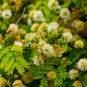 Organic Lead Tree Leucaena Leucocephala 20 Seeds - Etsy