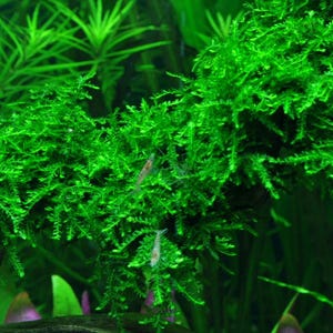 Vesicularia Ferriei Weeping Moss Freshwater Aquarium Aquatic Plant ...