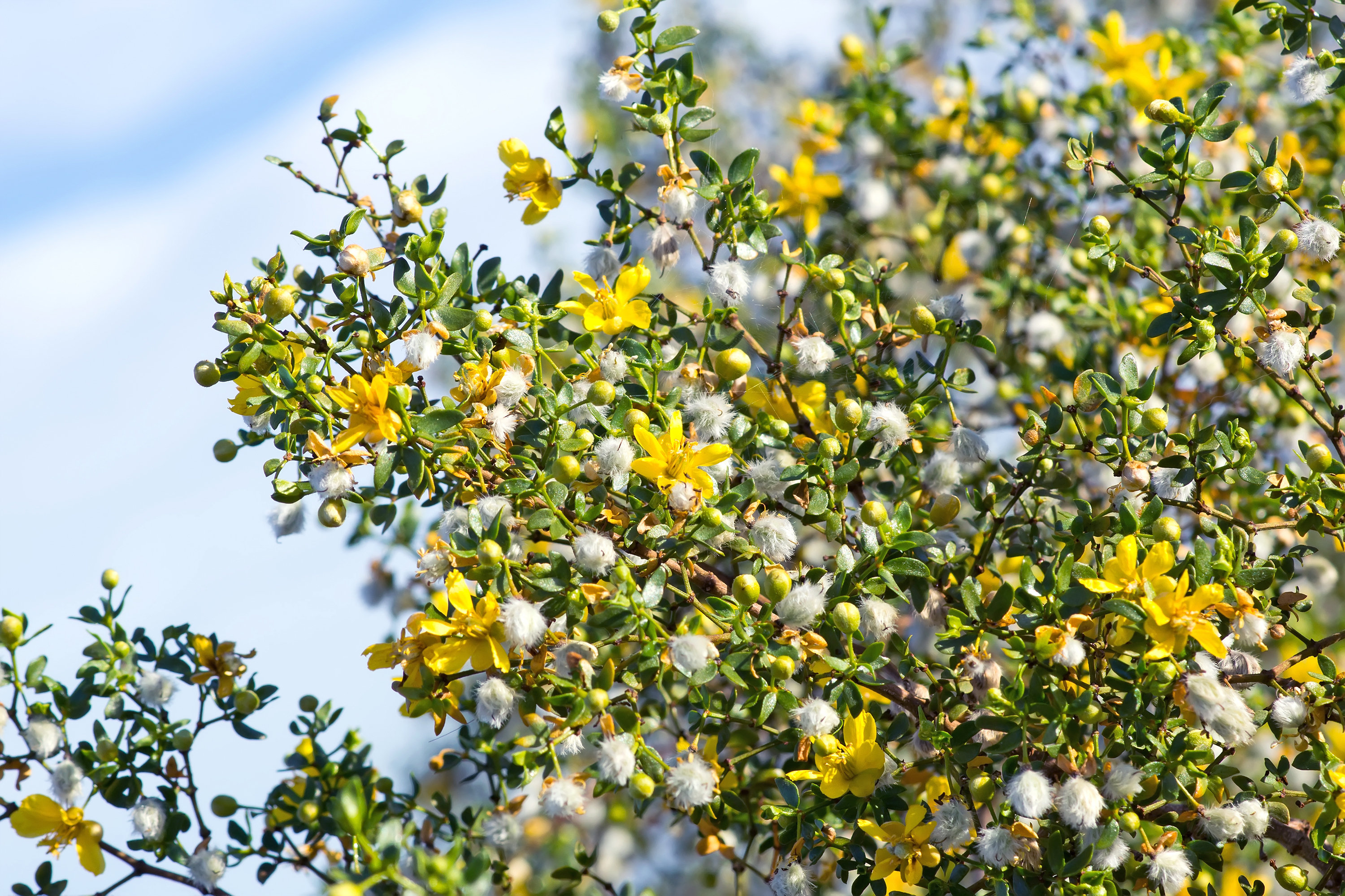Creosote Bush, Larrea Tridentata or Greasewood 10 Seeds Arizona Rain ...