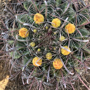 Desert Barrel, Fish Hook Cactus, Barrel Cactus Thorn Clusters, Natural ...