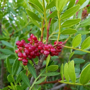 Mastic Pistacia Lentiscus Organic Hand Collected 10 Seeds - Etsy