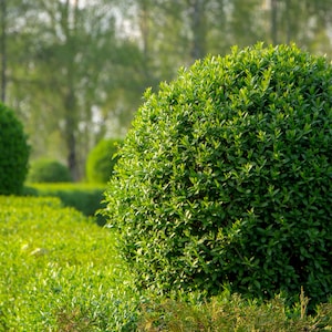 Privet Ligustrum Lucidum 10 Seeds Broad-leaf Privet, Chinese Privet ...