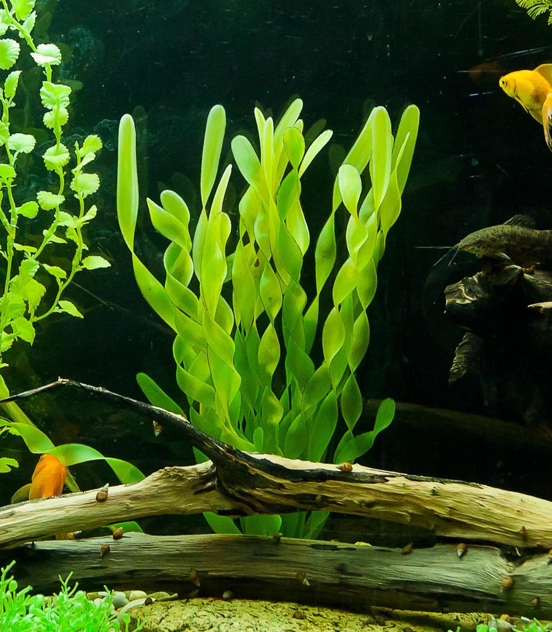 Vallisneria Corkscrew or Vallisneria Asiatica Var. Biwaensis Freshwater ...