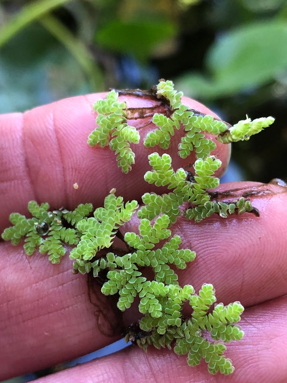 Azolla Caroliniana