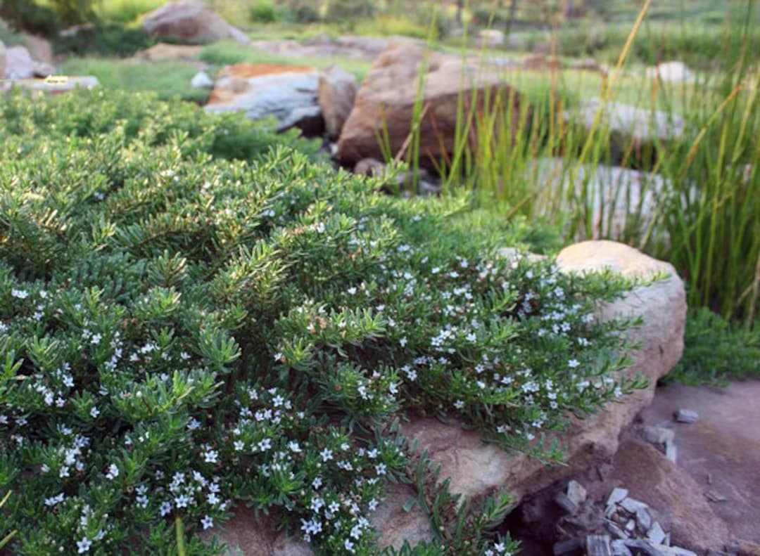 Myoporum Parvifolium or Dwarf Native Myrtle 5 Cuttings - Etsy