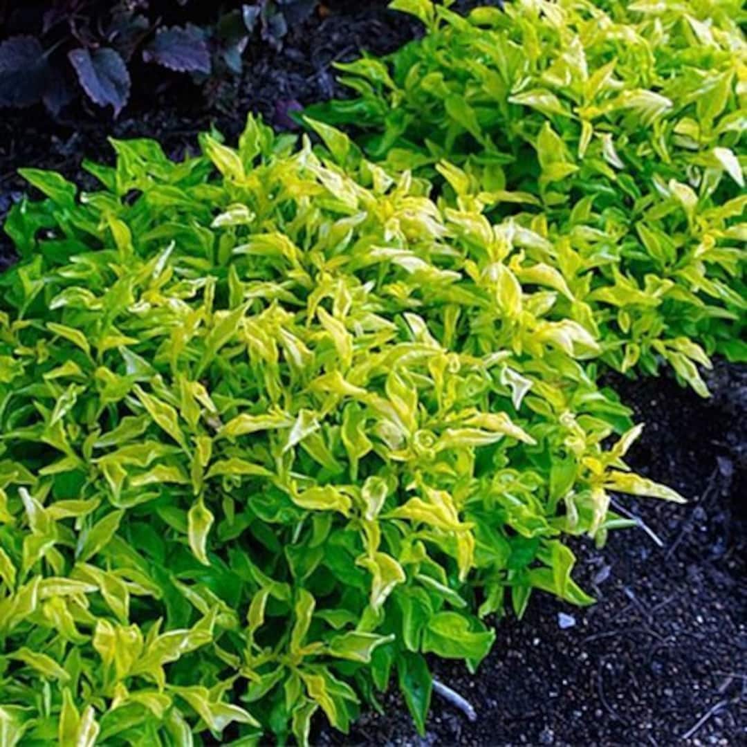 Hedge Green Bunched Aquarium Plant Alternanthera Ficoidea 3 Bunches - Etsy