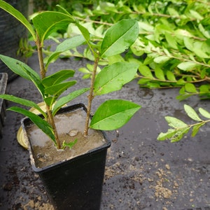 Privet Ligustrum Lucidum 10 Seeds Broad-leaf Privet, Chinese Privet ...