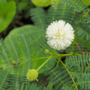 Organic Lead Tree Leucaena Leucocephala 20 Seeds - Etsy