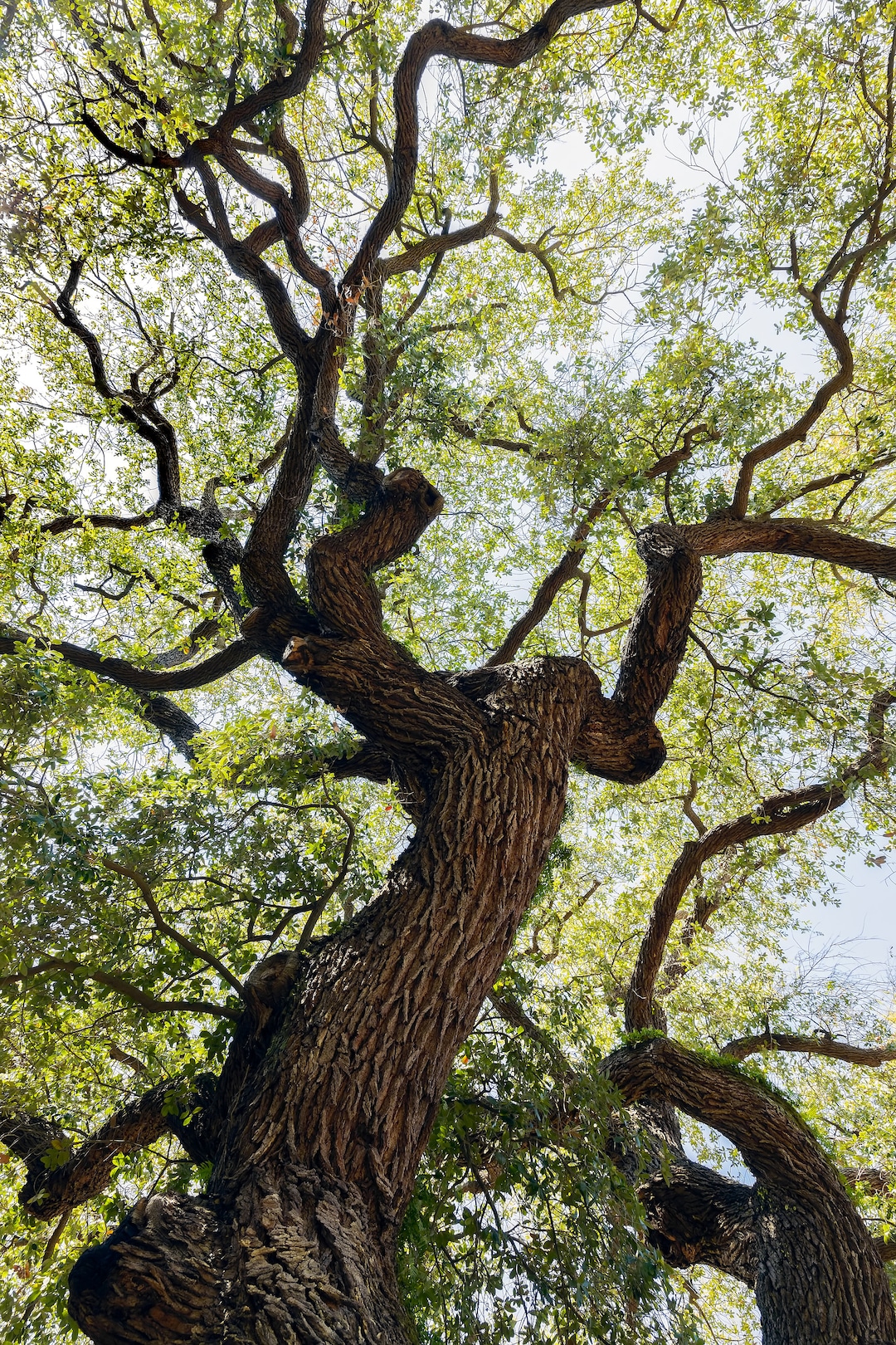 Southern Live Oak Tree, Quercus Virginiana, Virginia Live Oak, Bay Live ...