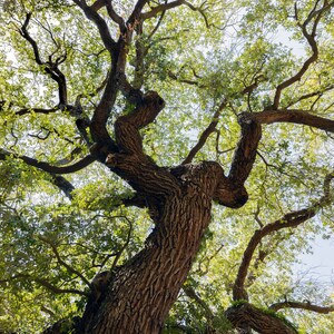 Southern Live Oak Tree, Quercus Virginiana, Virginia Live Oak, Bay Live ...