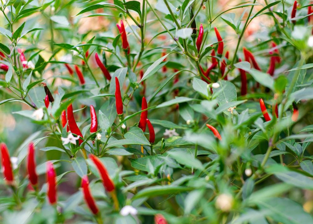 Thai Chili, Bird's Eye Chili Pepper, Thai Dragon Peppers, African Devil ...