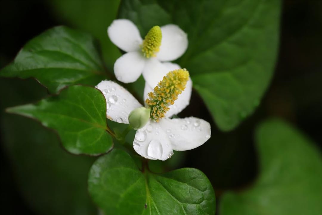 Chameleon Plant, Houttoynia Cordata 6 Pack, Winter Hardy, Fish Mint ...