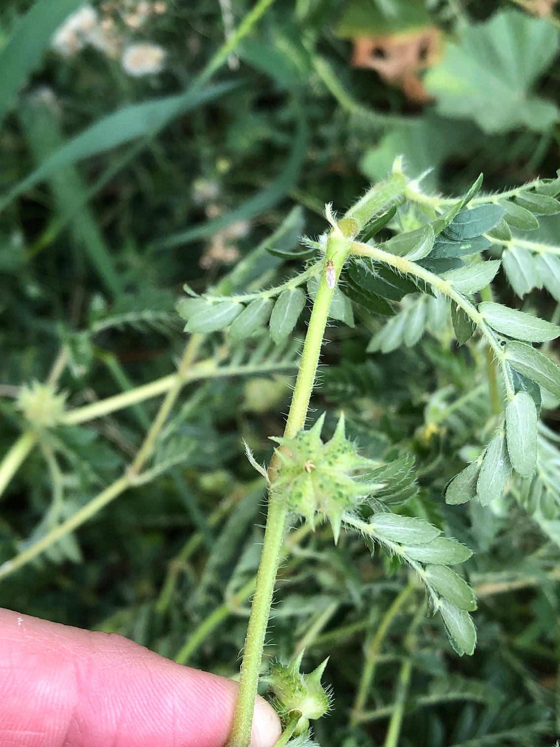 Goats Head Thorns, Goathead, Tribulus Terrestris, Bindii, Puncturevine ...