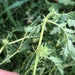 Goats Head Thorns, Goathead, Tribulus Terrestris, Bindii, Puncturevine ...