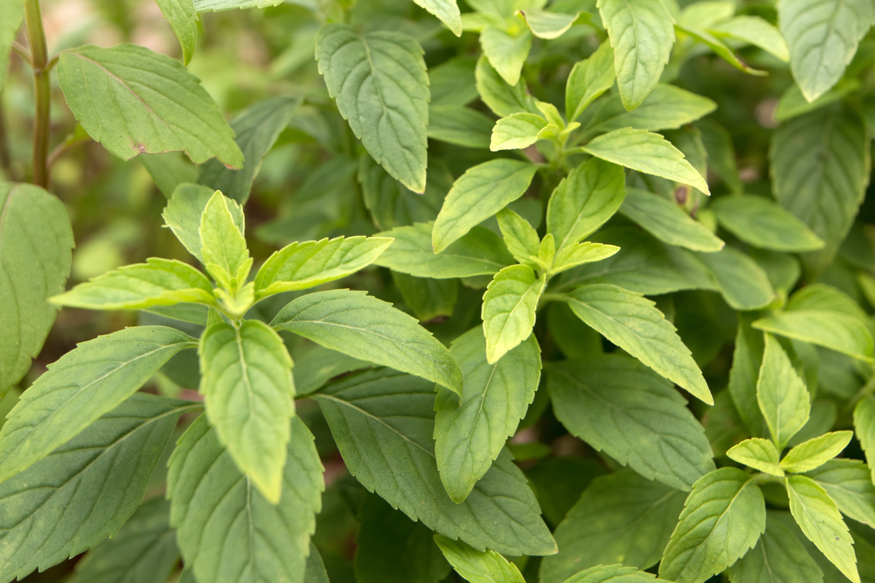 Thai Sweet Basil (ocimum Basilicum Var. Thyrsiflora) Seeds 20 - Etsy