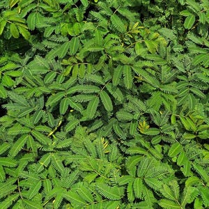 Sensitive Plant or Neptunia Aquatica Floating Aquatic Pond Plant (pack ...