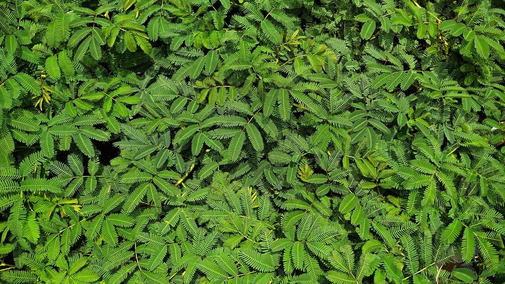 Sensitive Plant or Neptunia Aquatica Floating Aquatic Pond Plant (pack ...