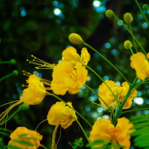 Mexican Holdback, Mexican Caesalpinia, Tabachín Del Monte ...