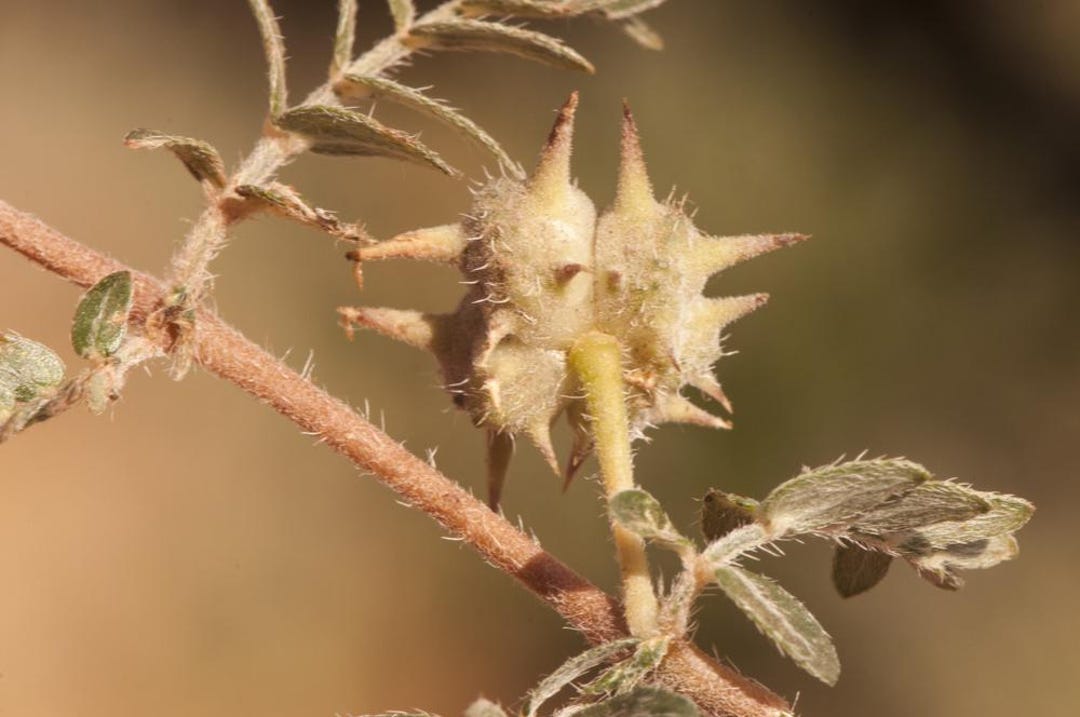 Goats Head Thorns, Goathead, Tribulus Terrestris, Bindii, Puncturevine ...
