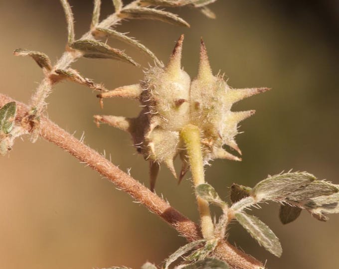 Goats Head Thorns, Goathead, Tribulus Terrestris, Bindii, Puncturevine ...