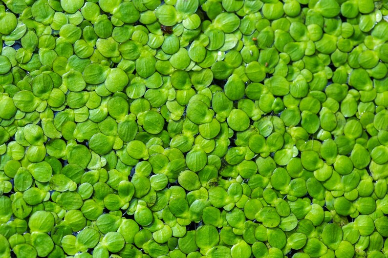 Duckweed, Lemna Minor, Lesser Duckweed, Duck's Meat, Water Lentil ...
