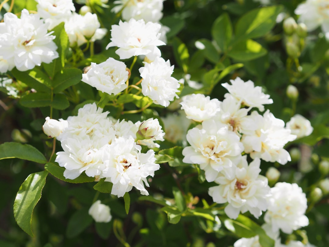 Rosa Banksiae, Lady Banks, Lady Banks Rose, Tombstone Rose White (6 ...