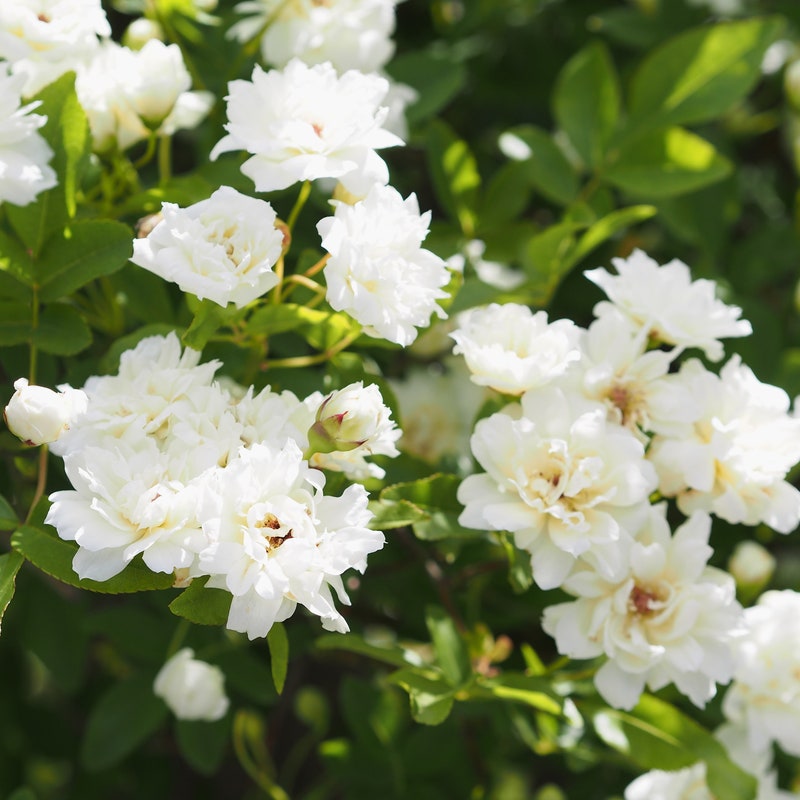 Lady Banks Live - Etsy