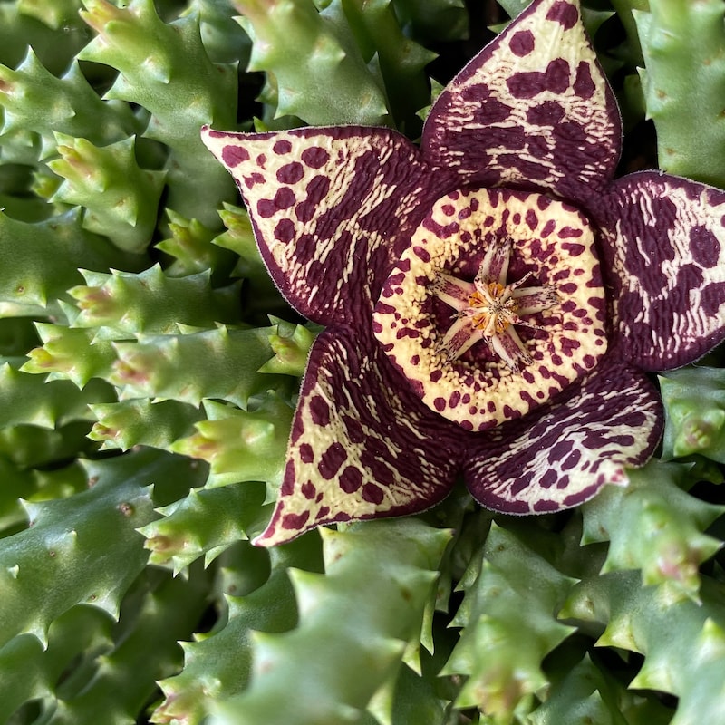 Orbea Variegata - Etsy
