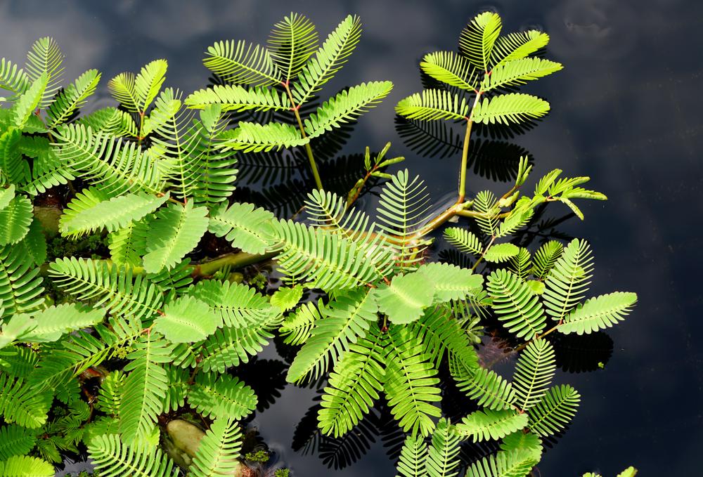 Sensitive Plant or Neptunia Aquatica Floating Aquatic Pond Plant (pack ...