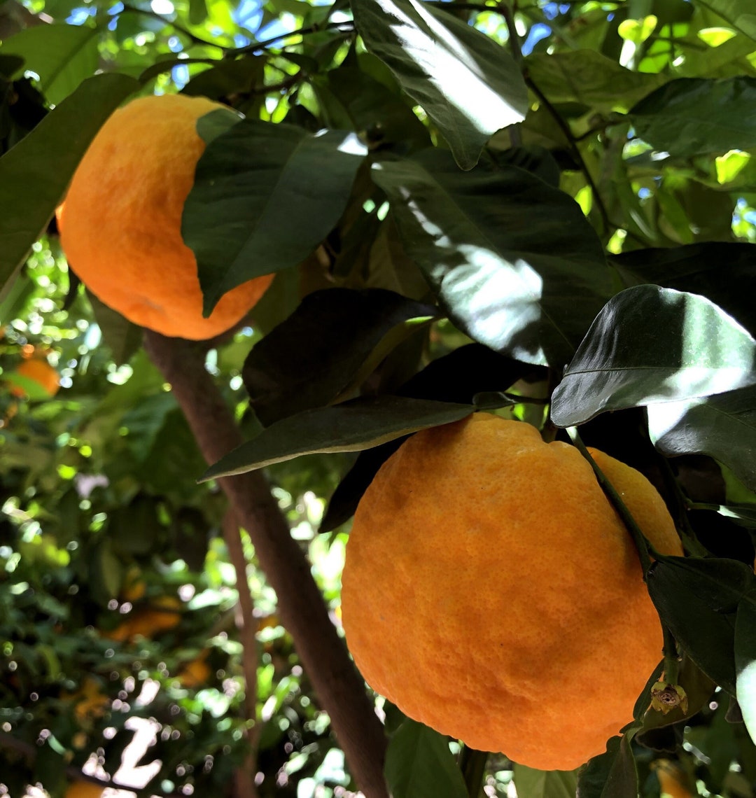 Bitter Orange, Seville Orange, Sour Orange, Zhi Shi or Citrus × ...