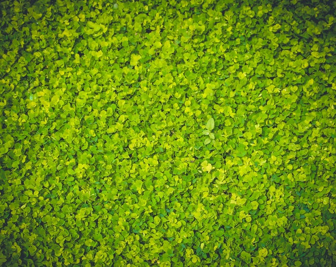 Marsilea Crenata, Water Clover, Dwarf Waterclover, Four-leaf Clover ...